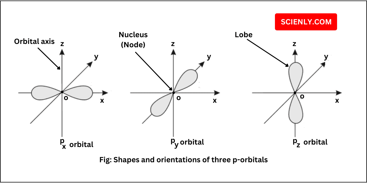 Shapes of Orbitals - Scienly